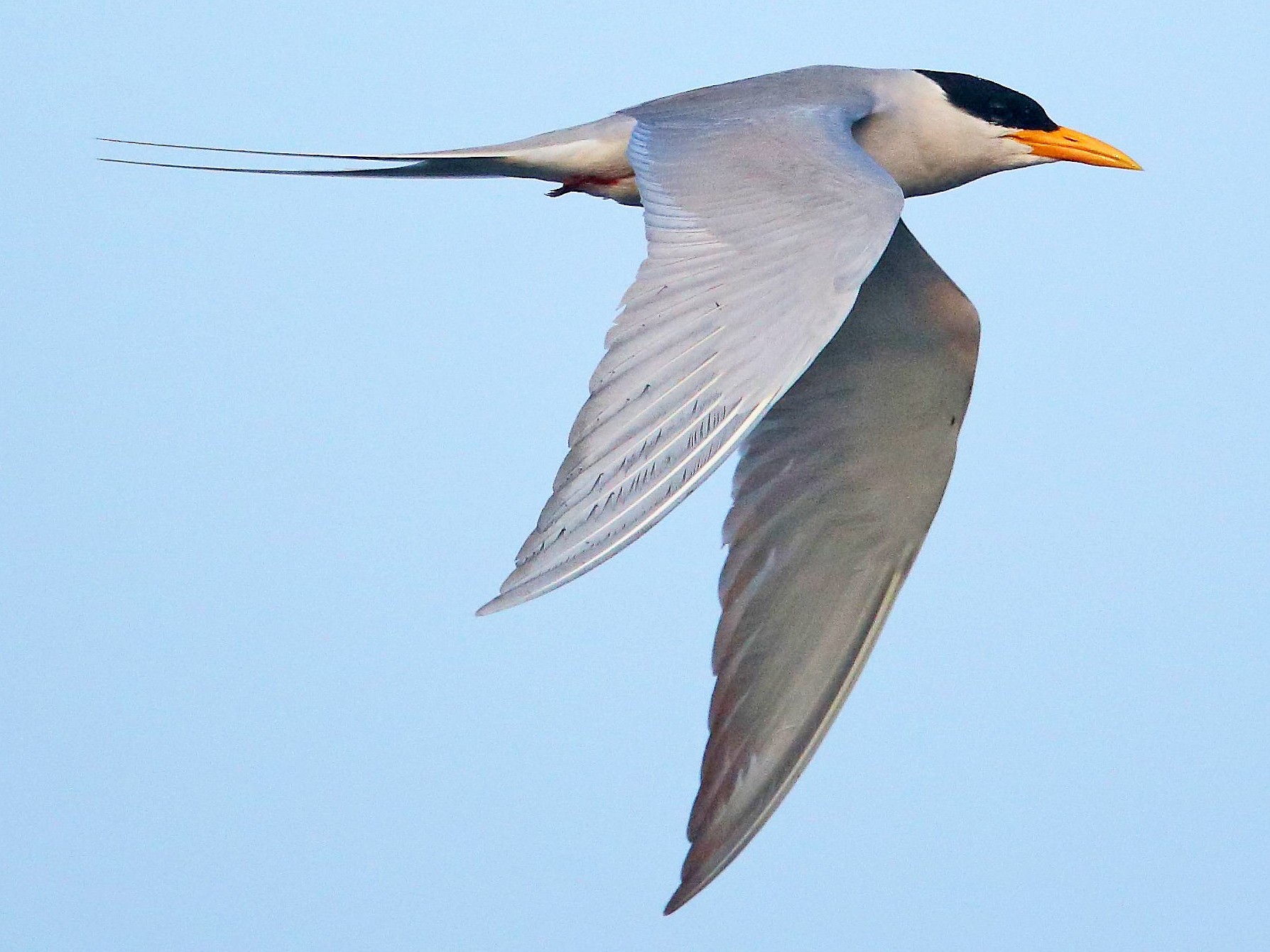 River Tern - eBird