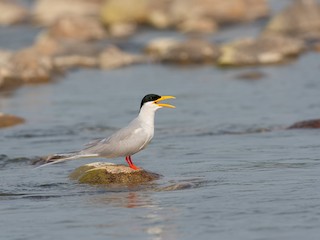 River Tern - eBird
