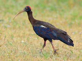 Red-naped Ibis (Indian Black Ibis) - eBird