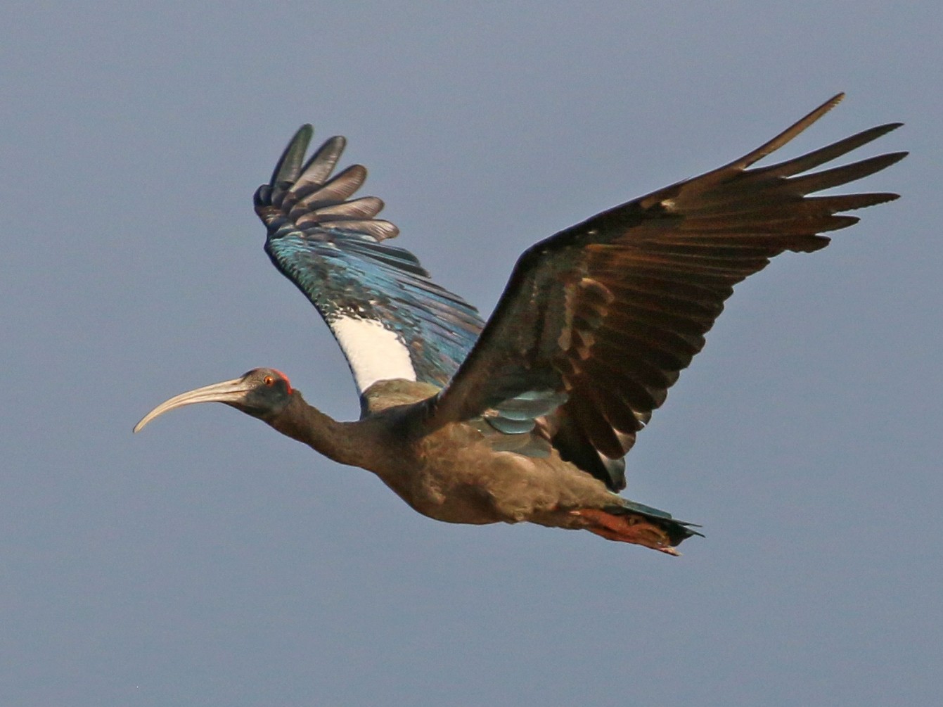 Red-naped Ibis (Indian Black Ibis) - eBird
