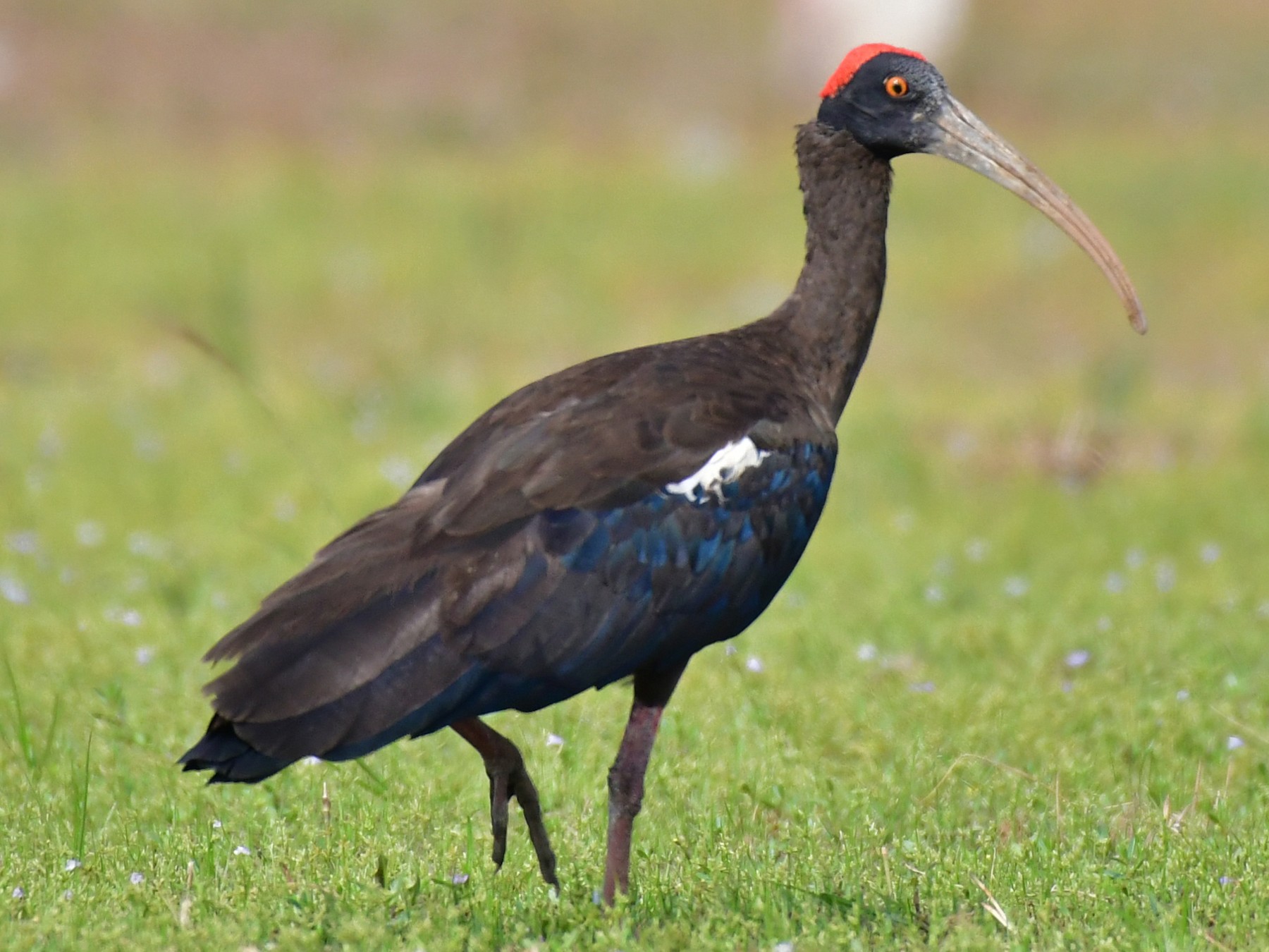 Red-naped Ibis - eBird