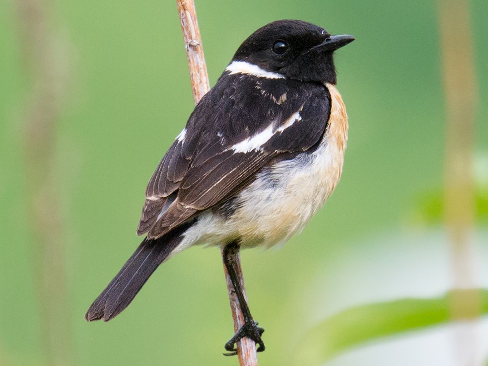Amur Stonechat - eBird