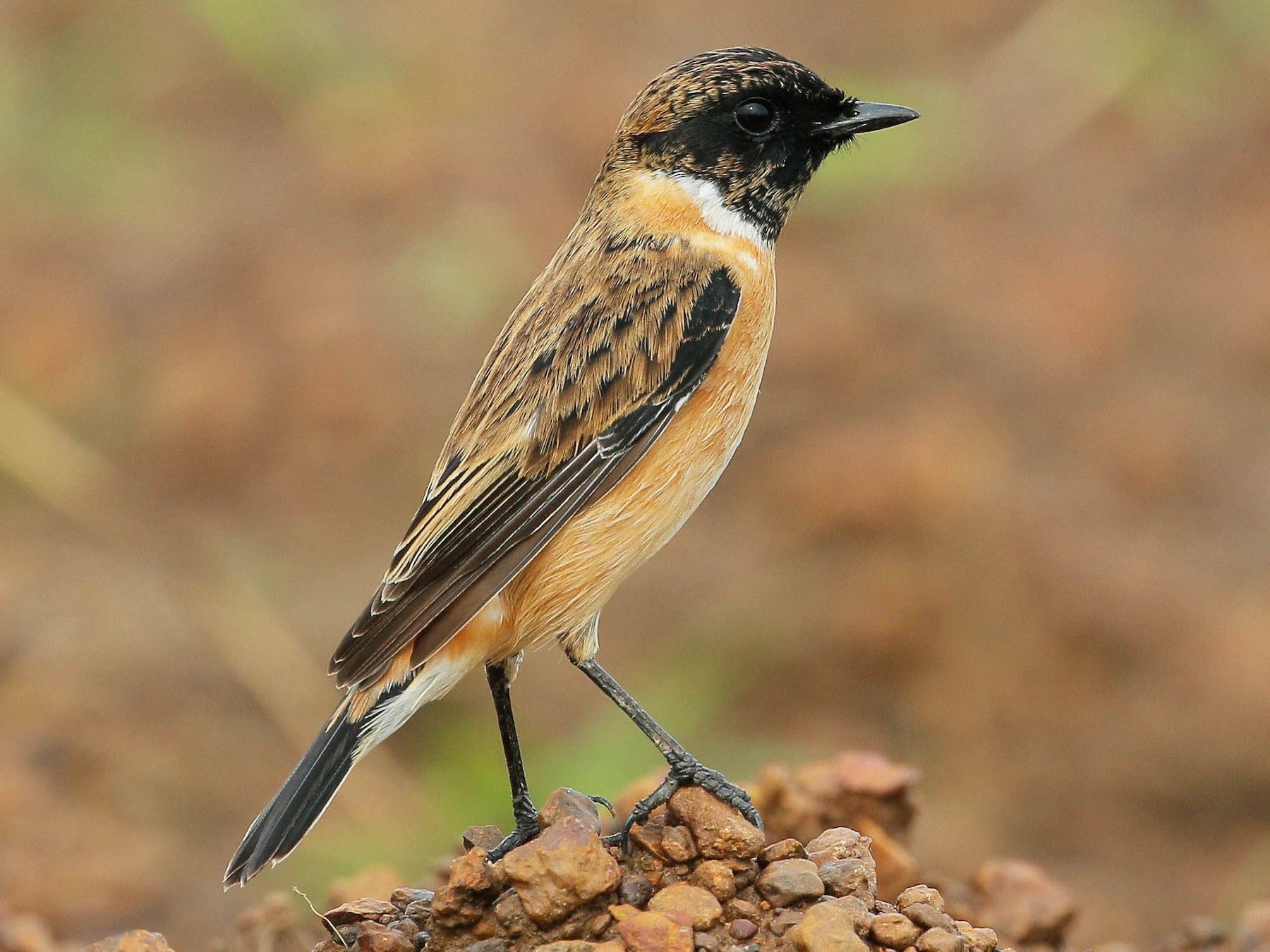 Amur Stonechat (Stejneger's Stonechat) - eBird