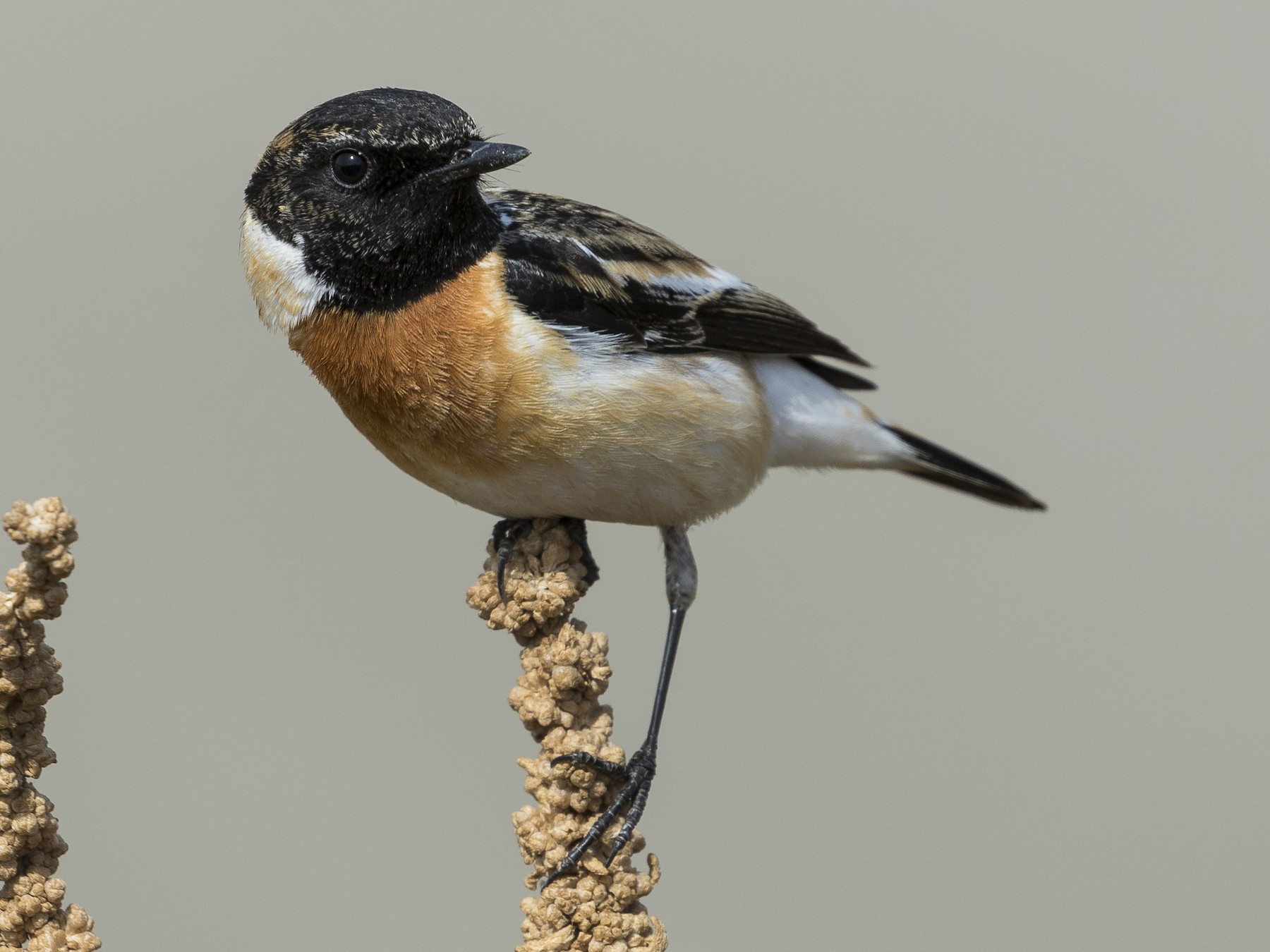 Siberian Stonechat (Common Stonechat) - eBird