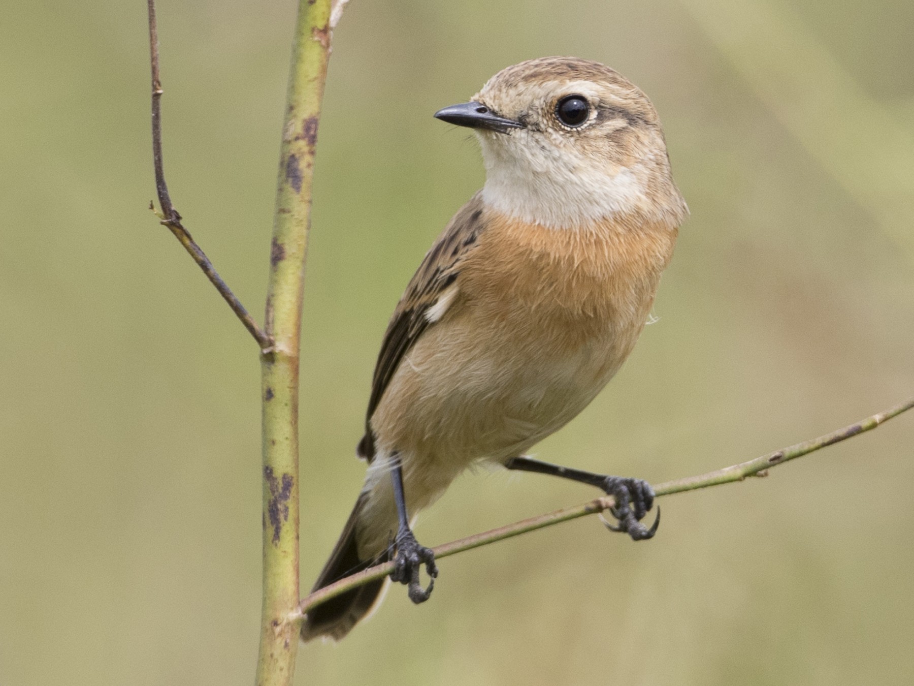 Siberian Stonechat - eBird