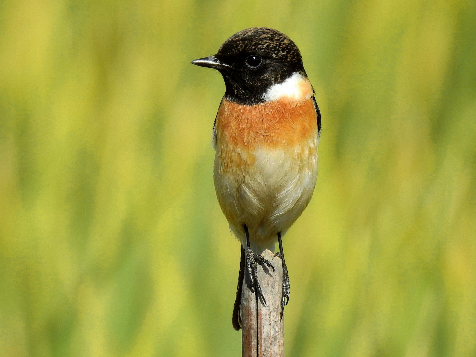 Amur Stonechat - eBird