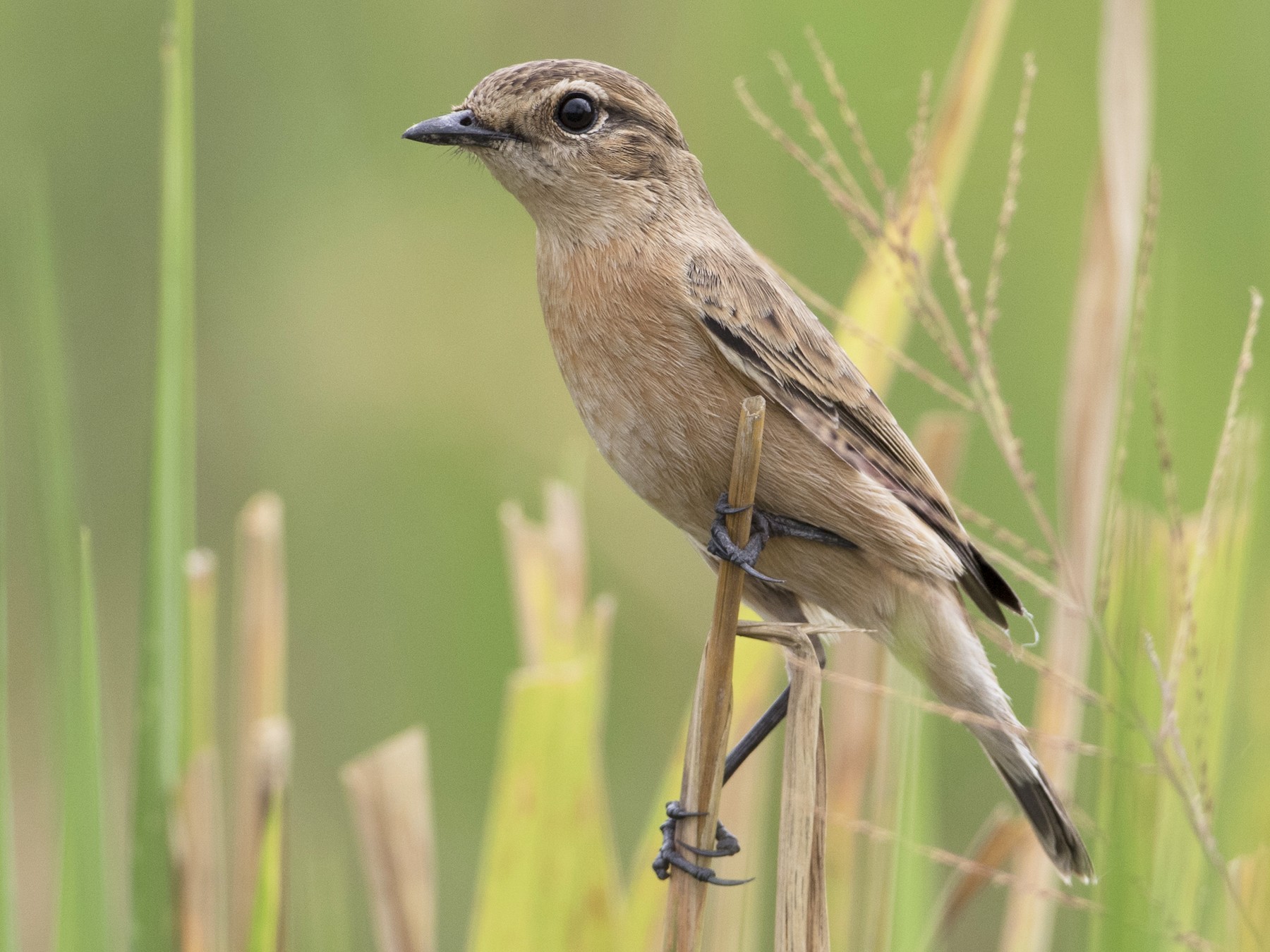 Amur Stonechat - eBird
