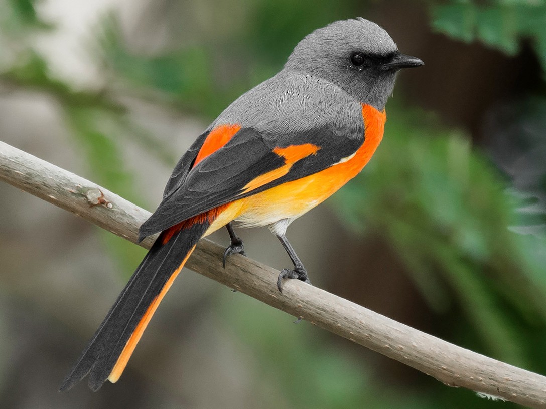 Small Minivet - Pericrocotus cinnamomeus - Birds of the World