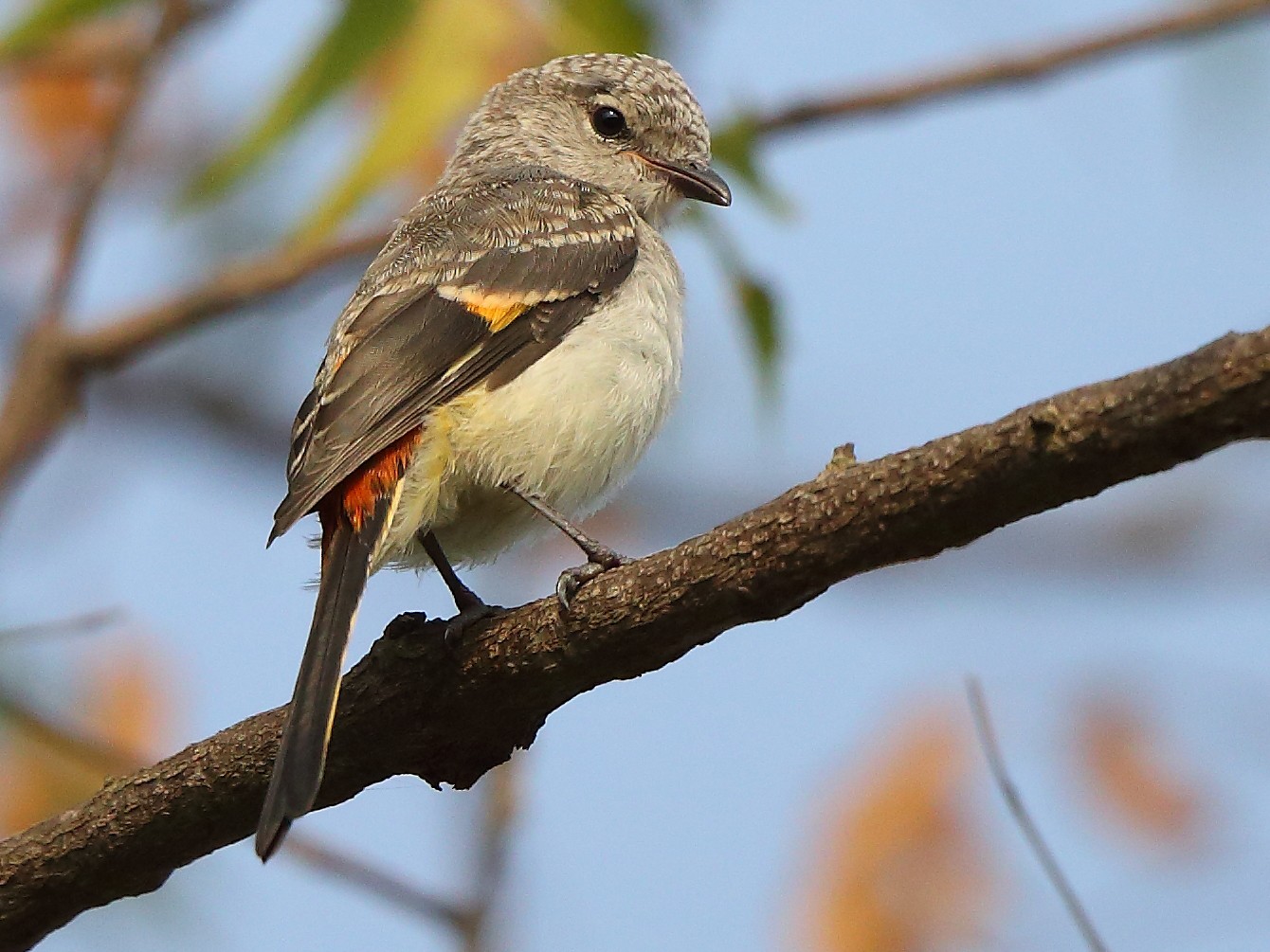 Small Minivet - eBird
