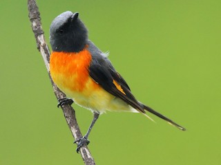 Small Minivet - eBird