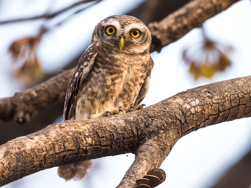Spotted Owlet - eBird