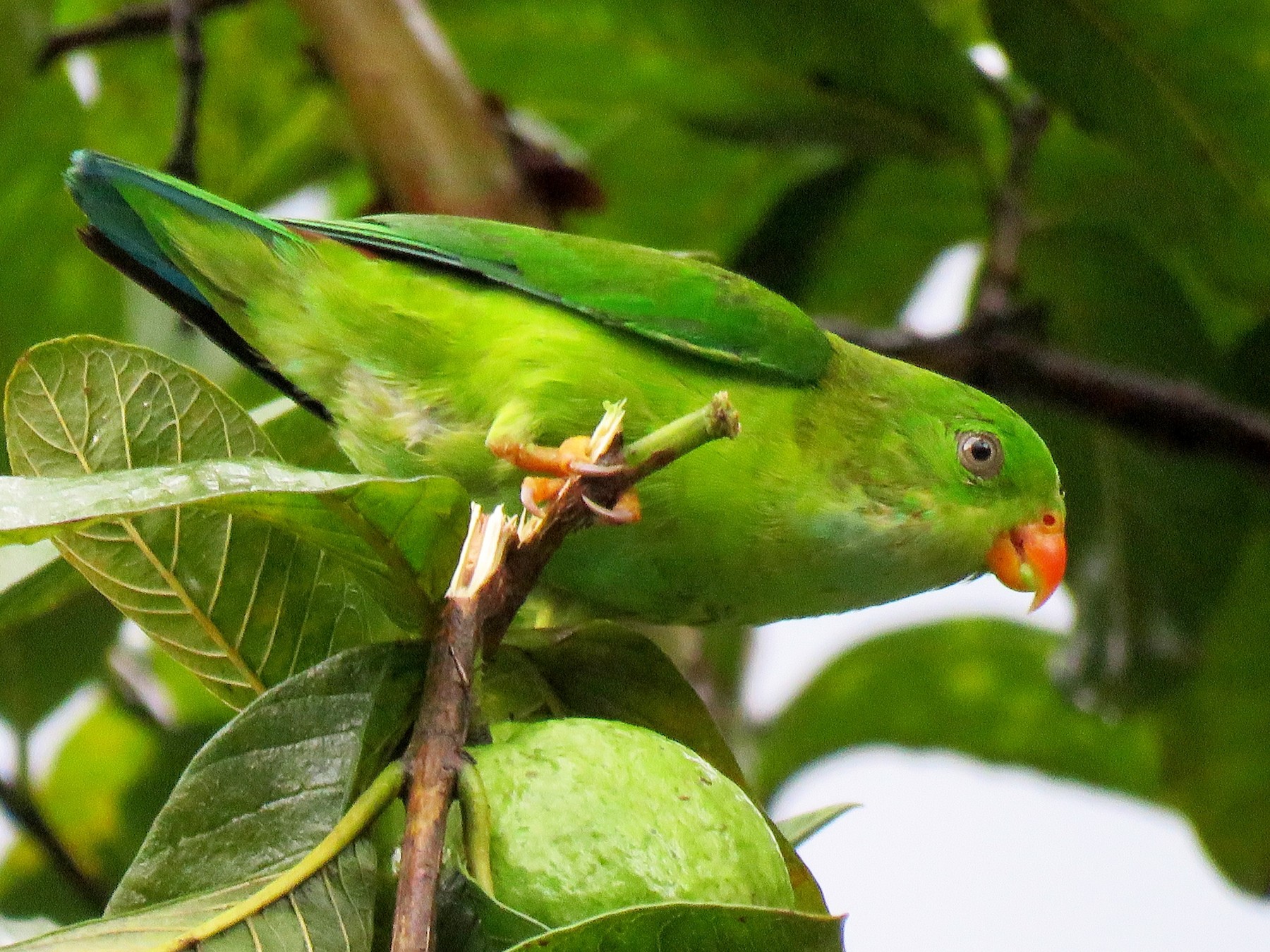 Vernal Hanging-Parrot (Indian Lorikeet) - eBird