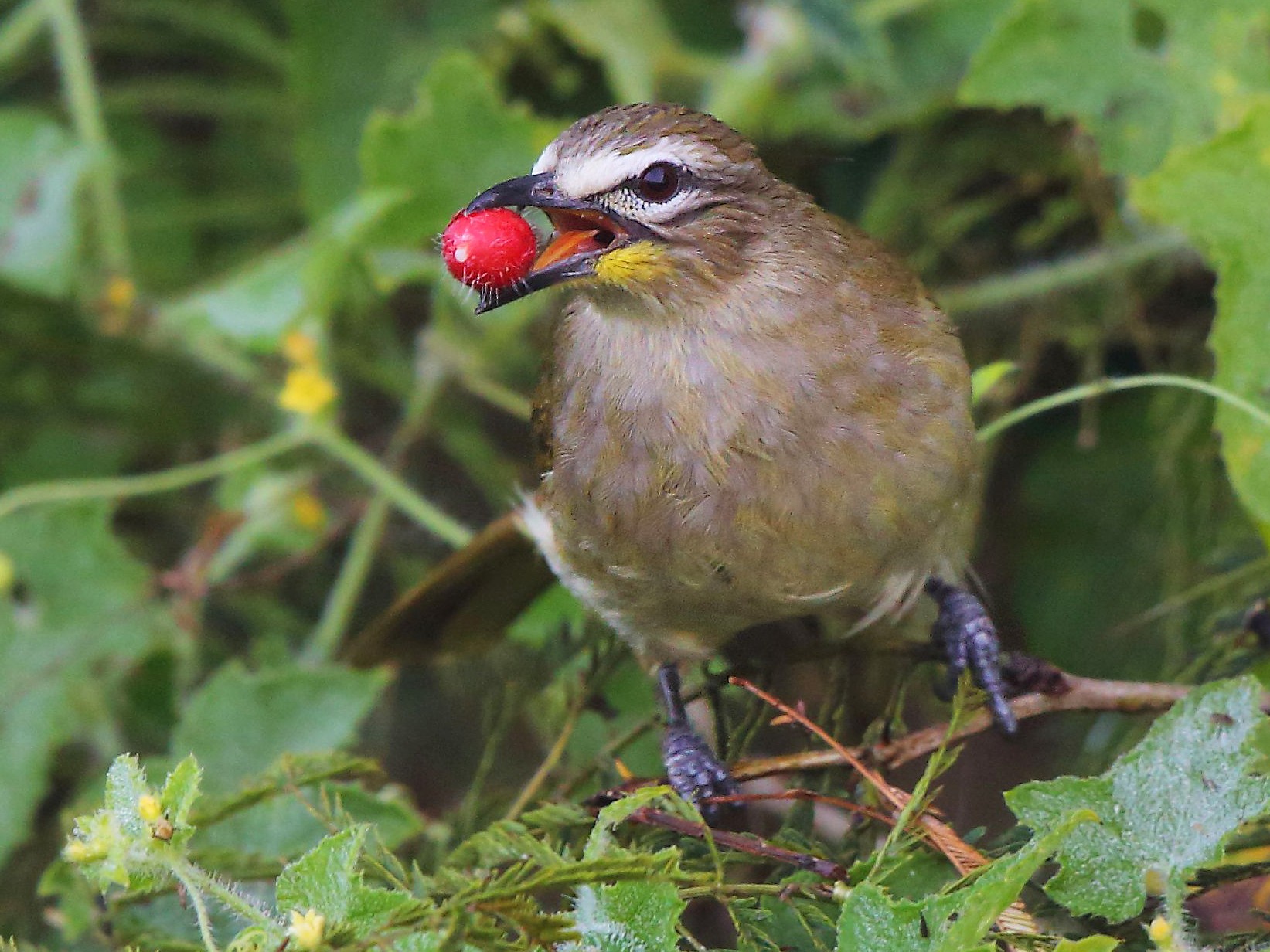 White-browed Bulbul - eBird