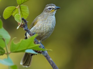 White-browed Bulbul - eBird