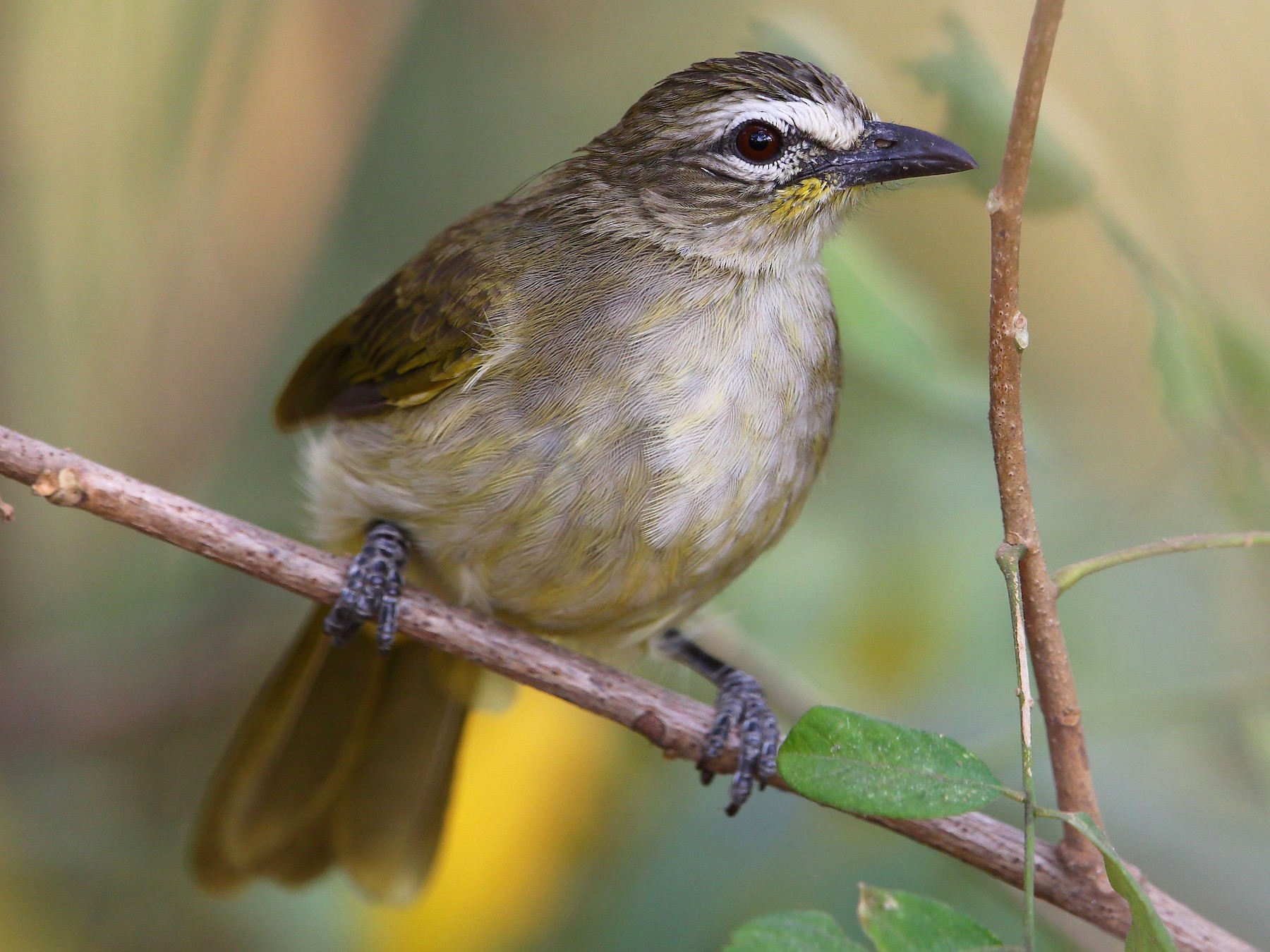White-browed Bulbul - eBird