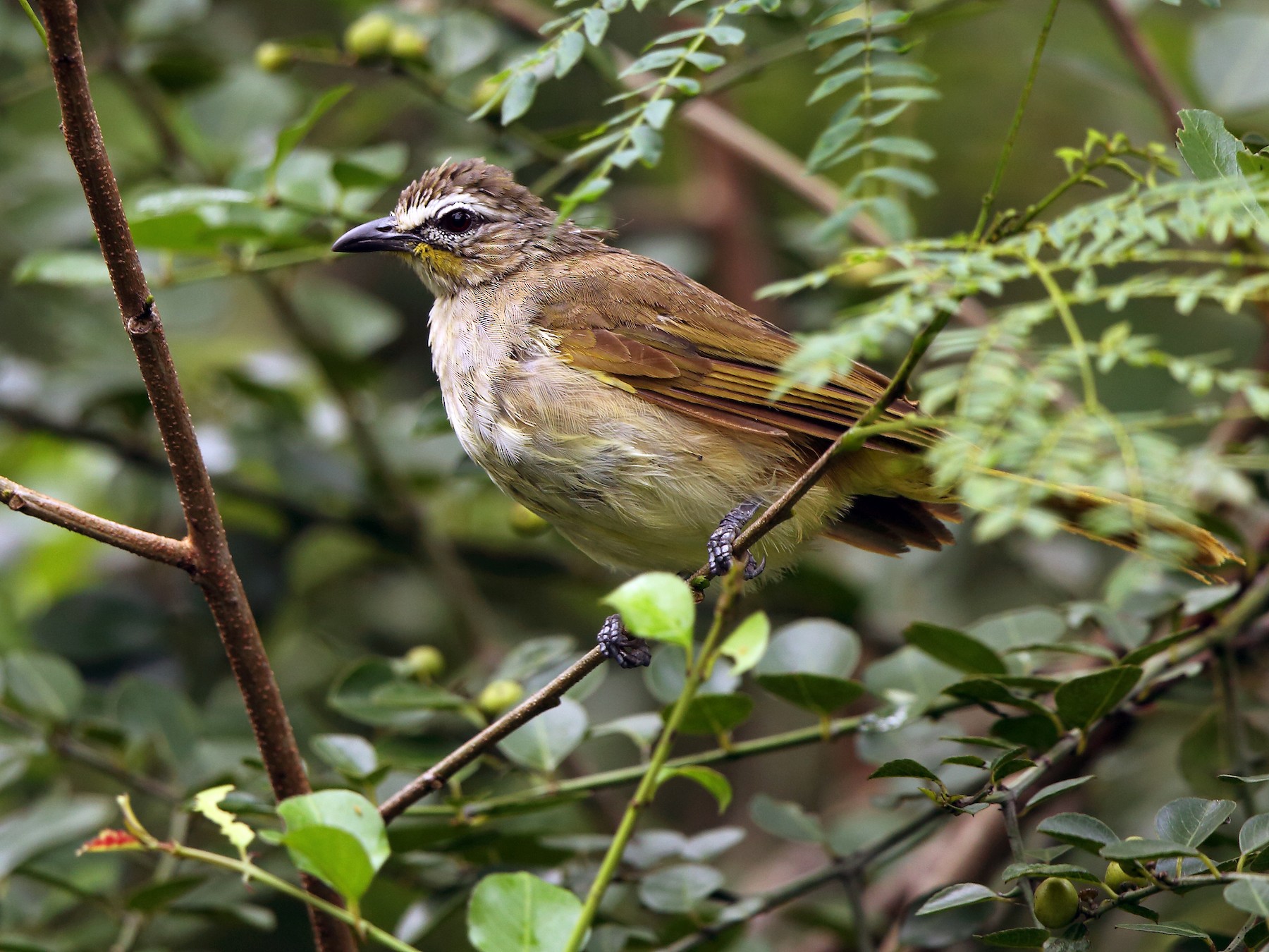 White-browed Bulbul - eBird