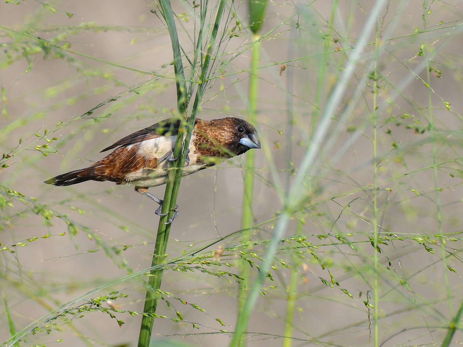 White-rumped Munia - eBird Malaysia