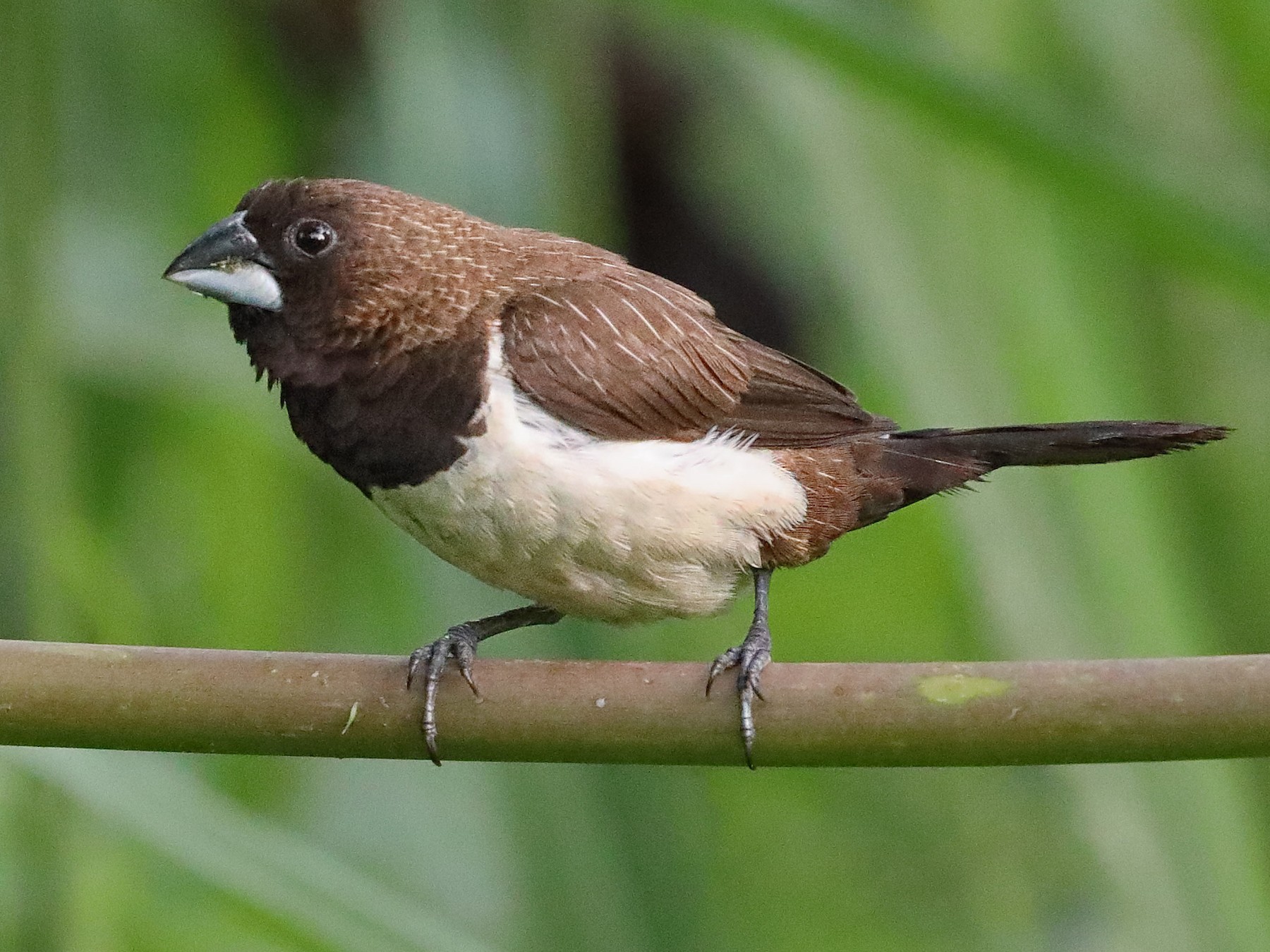 White-rumped Munia - eBird