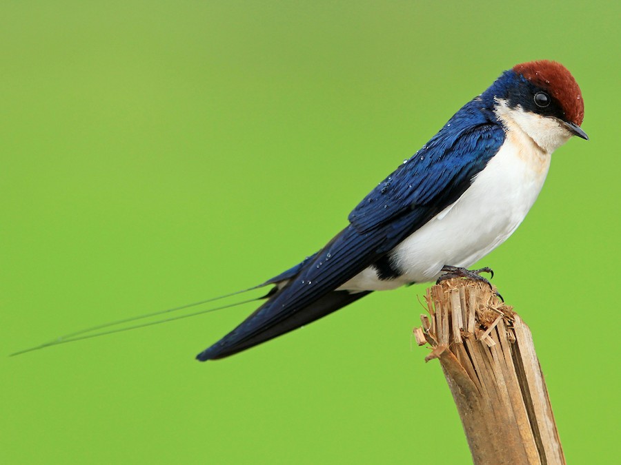 Wire-tailed Swallow - eBird