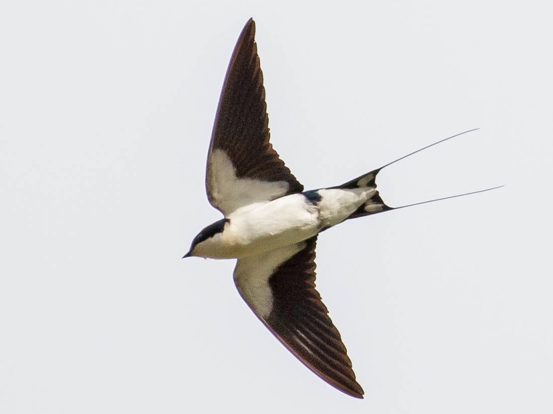 Wire-tailed Swallow - eBird