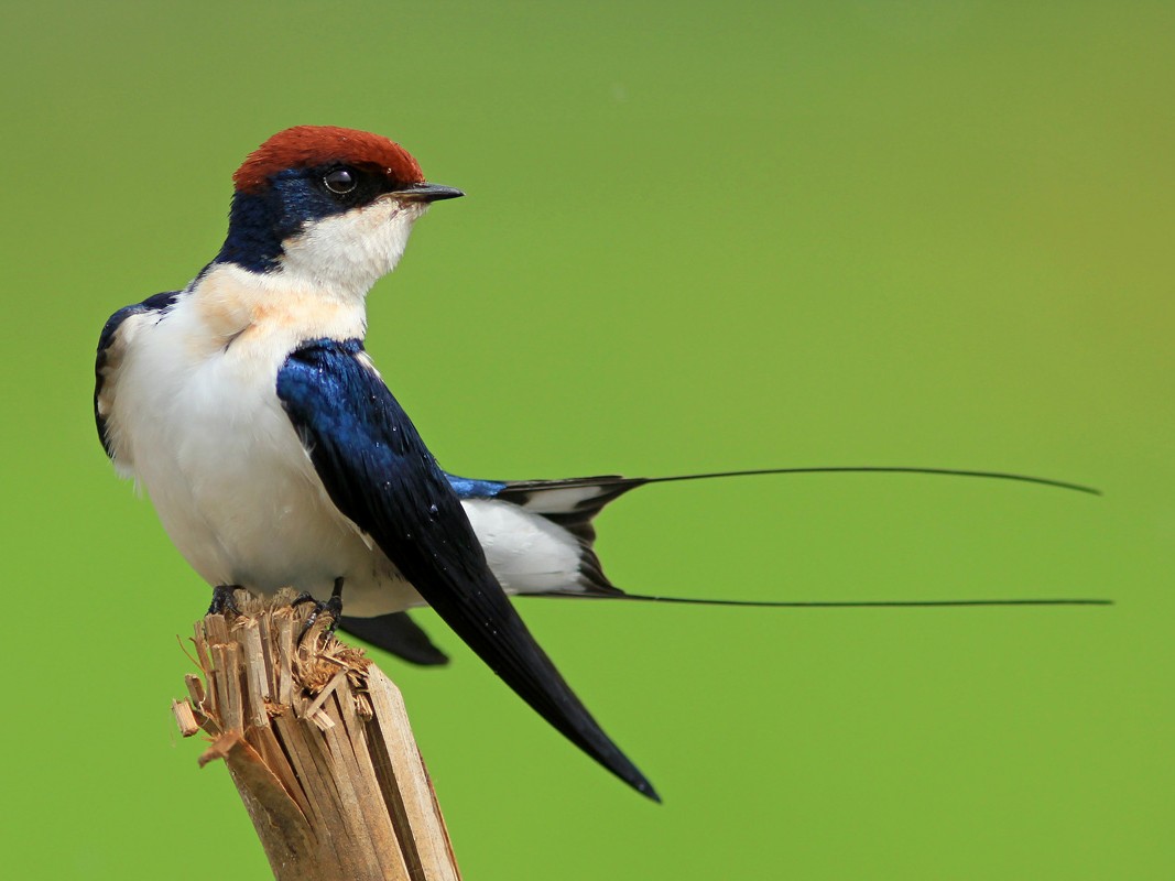 Wire-tailed Swallow - eBird