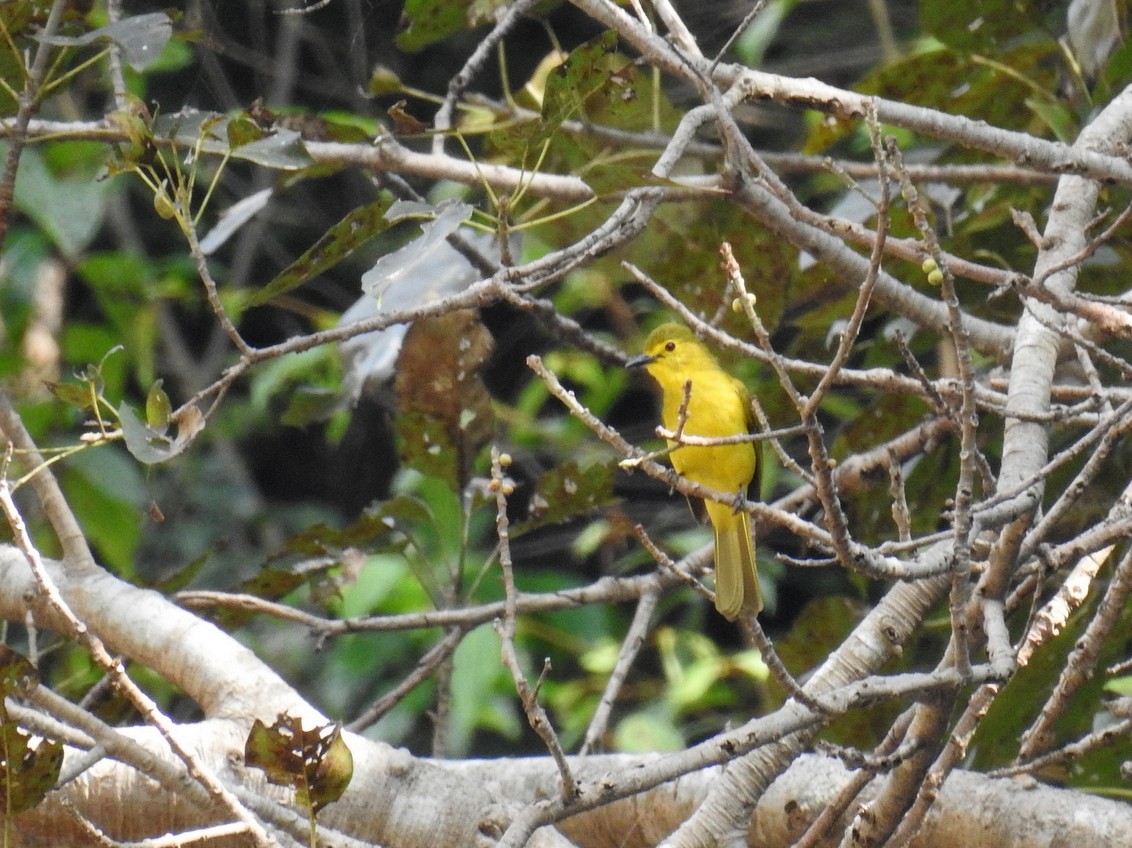 Yellow-browed Bulbul - eBird