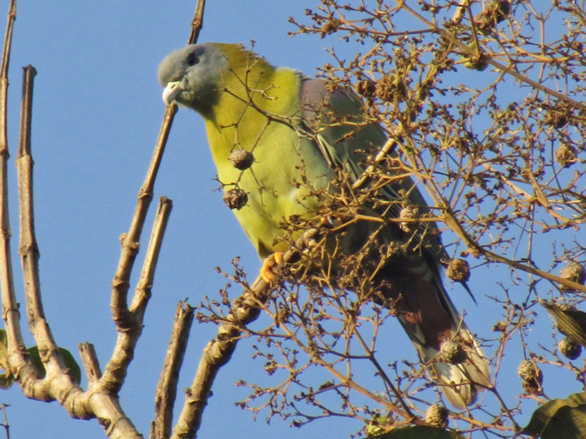 Yellow-footed Green-Pigeon - eBird