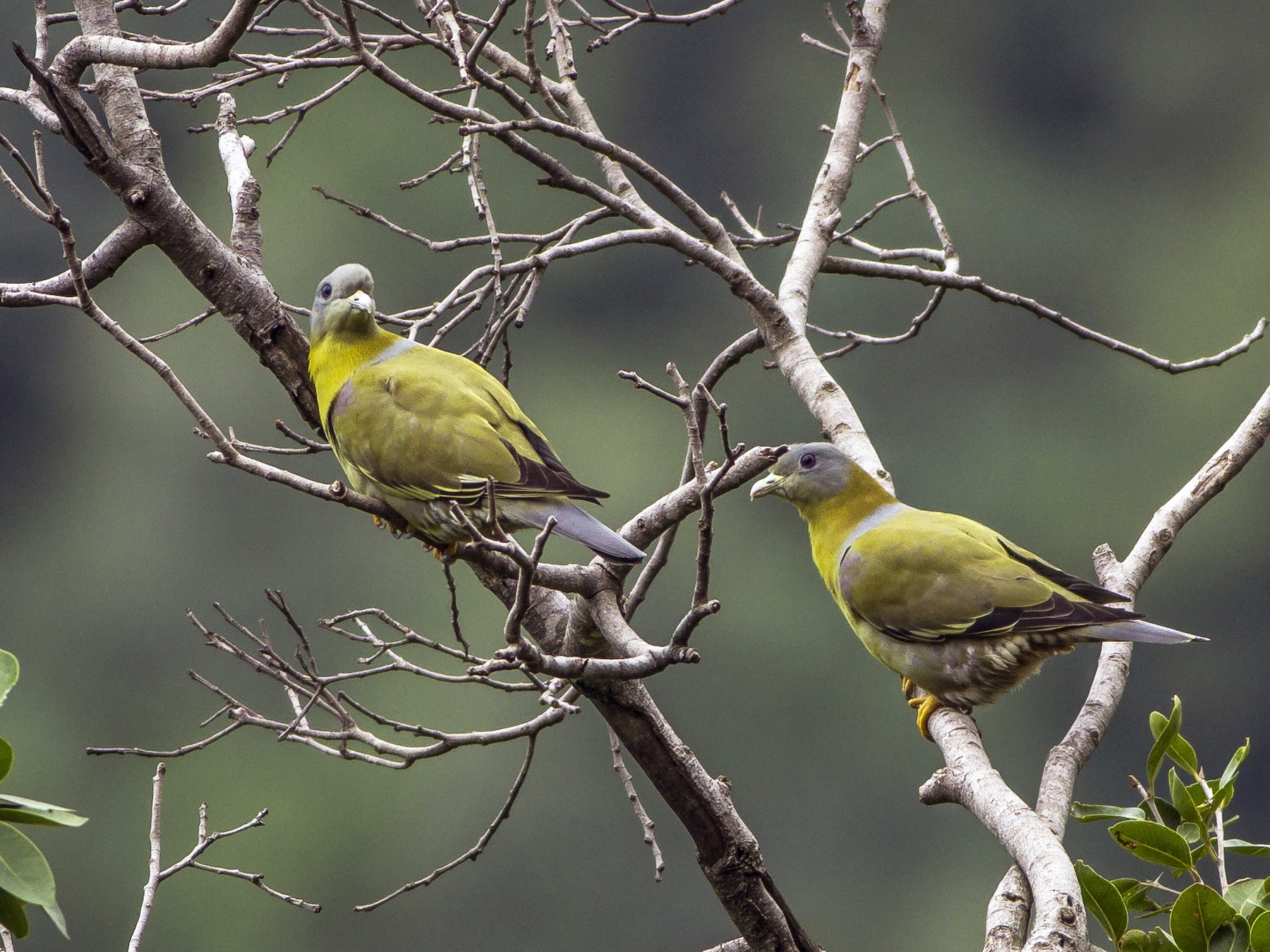 Yellow-footed Green-Pigeon - eBird