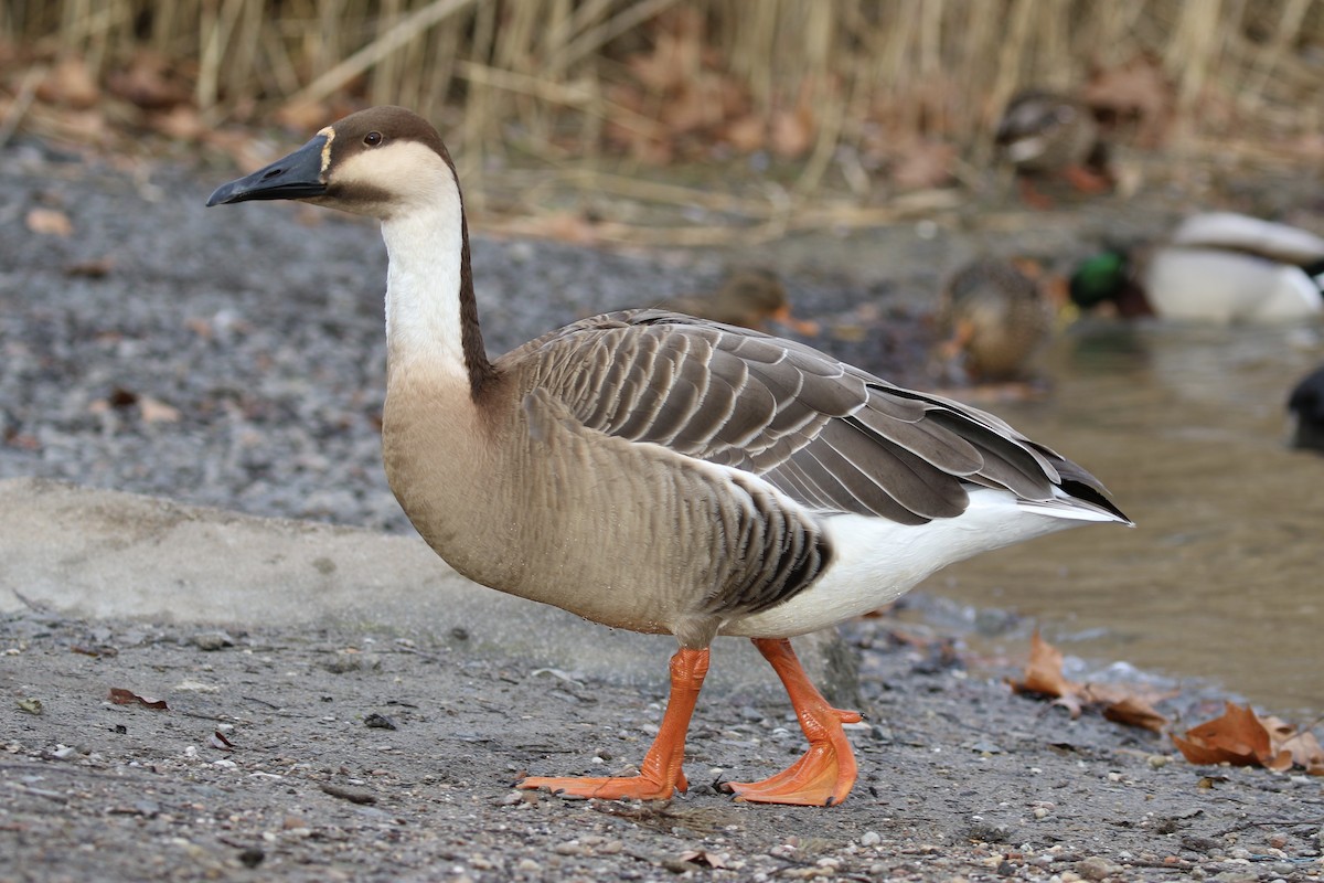 Swan Goose (Domestic type) - eBird