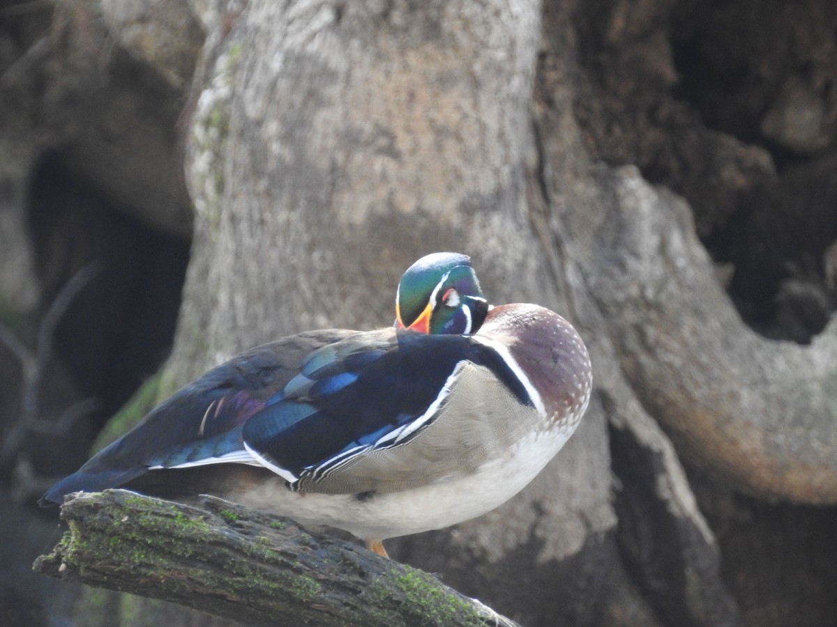 ML134263891 - Wood Duck - Macaulay Library