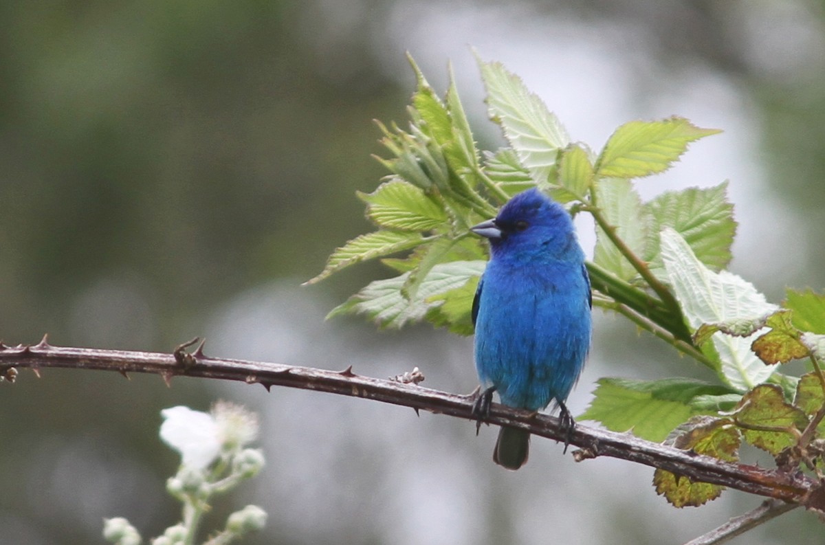 eBird Checklist - 23 Jun 2013 - Arcata Marsh and Wildlife Sanctuary - 2 ...