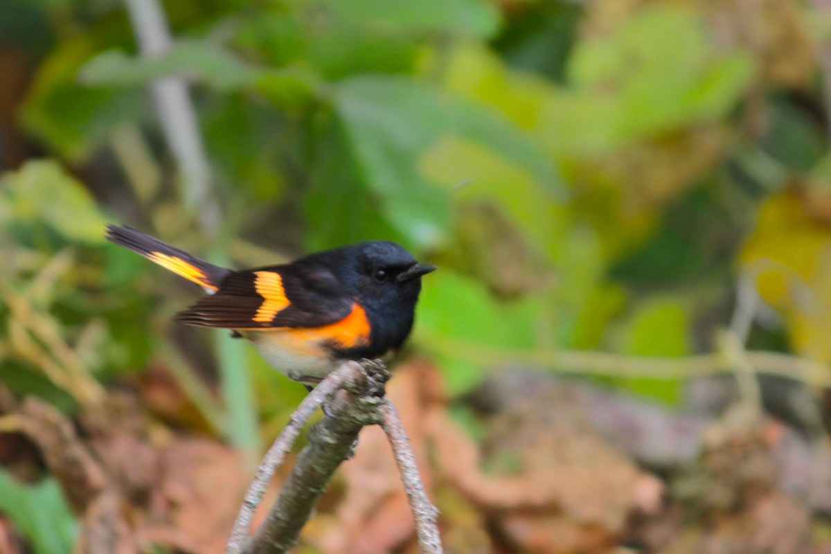 eBird Checklist - 7 Jul 2013 - Ferndale Bottoms--Port Kenyon Road (Salt ...