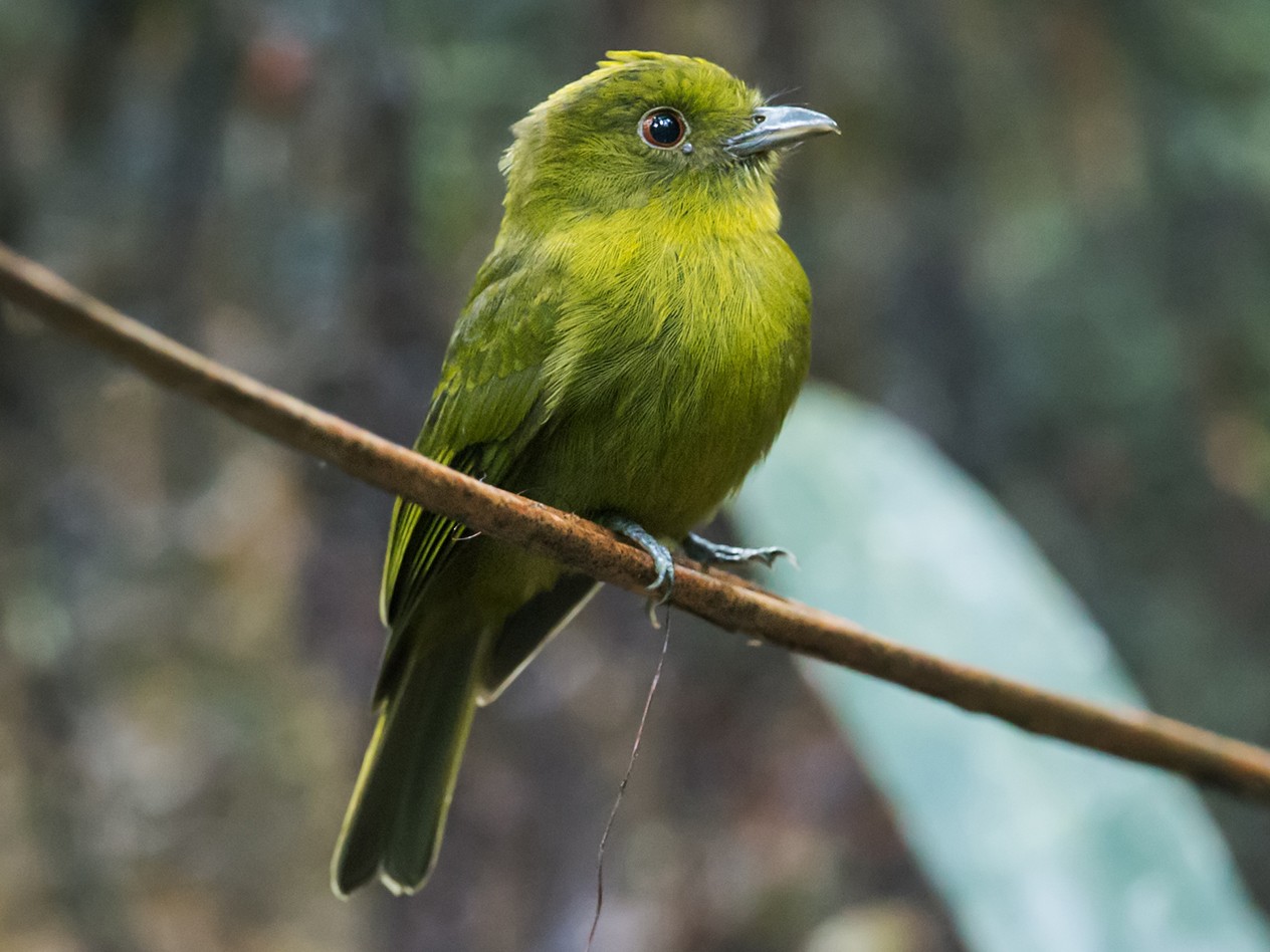 Sapayoa - eBird