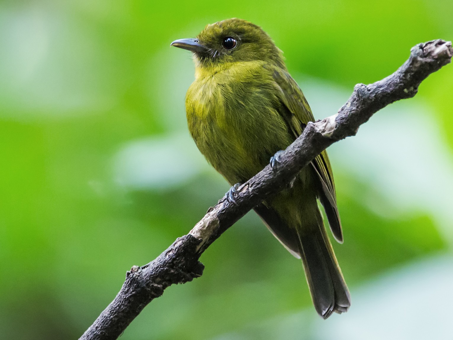 Sapayoa - eBird