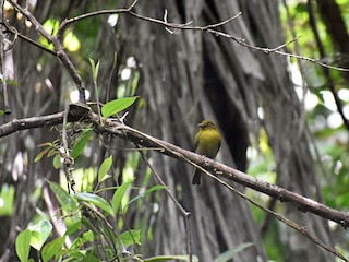 Sapayoa - eBird