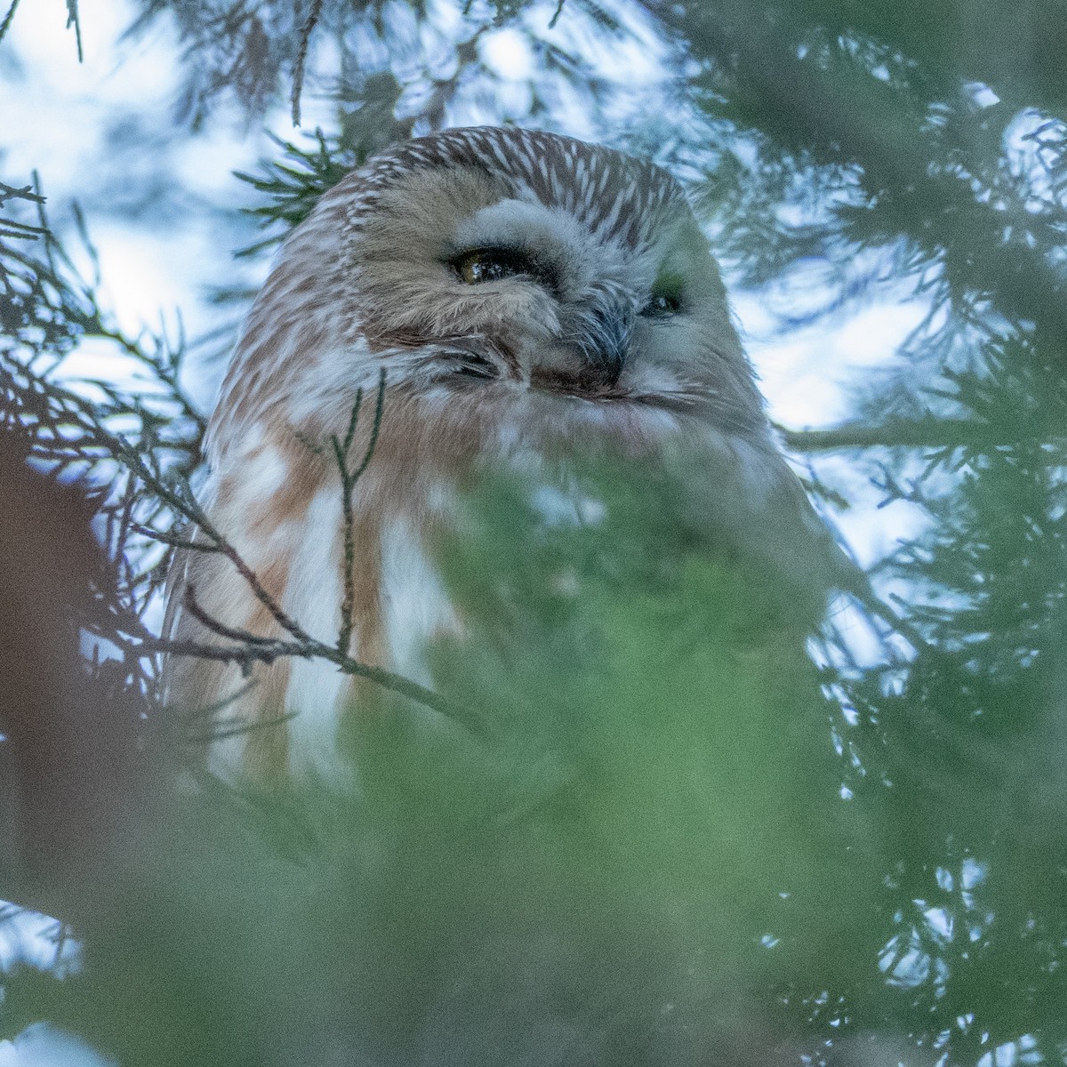 eBird Checklist - 12 Jan 2019 - Pole Farm (Mercer County Park NW) - 1 ...
