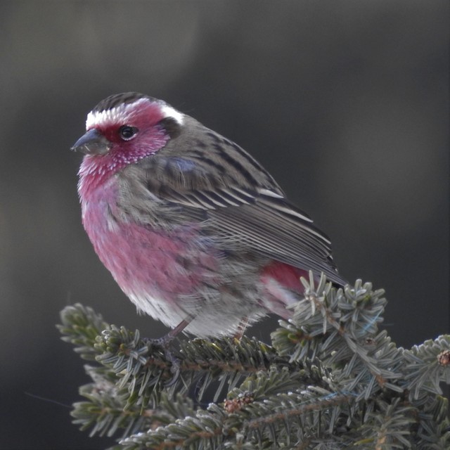 Photos - Chinese White-browed Rosefinch - Carpodacus dubius - Birds of ...