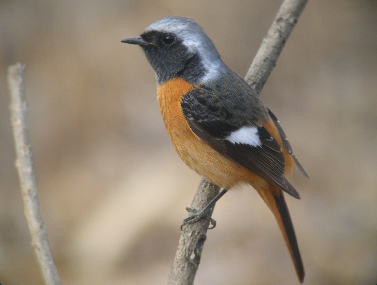 eBird Checklist - 9 Mar 2008 - 北本市--北本自然観察公園 (Kitamoto--Kitamoto Nature Preserve) - 31 species