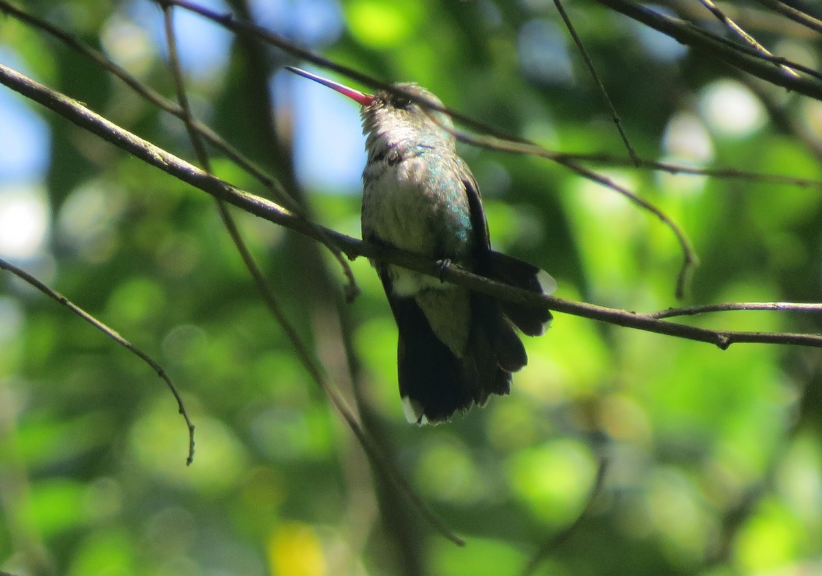 eBird Checklist - 11 Jan 2019 - São Paulo--Parque Natural Municipal ...