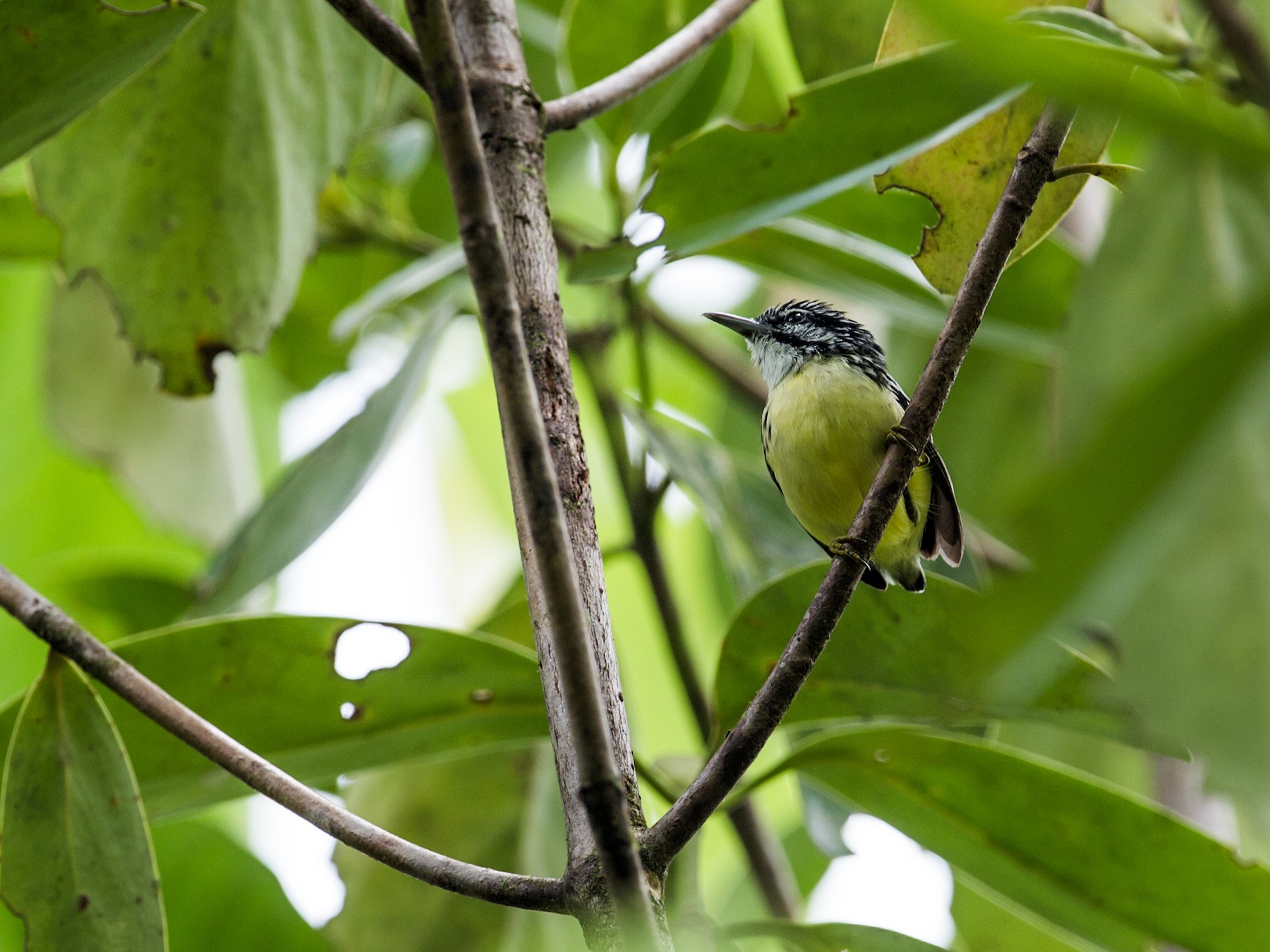 Hormiguerito de Griscom (ignota) - eBird