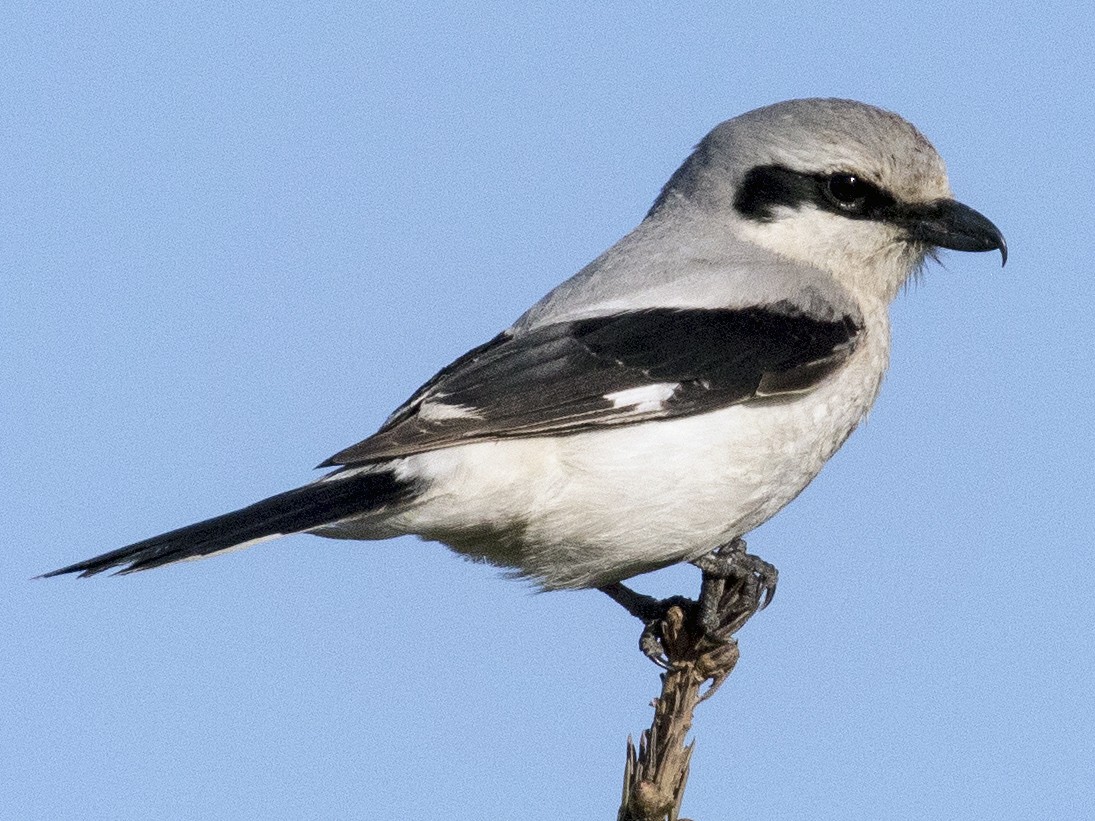 Northern Shrike - eBird