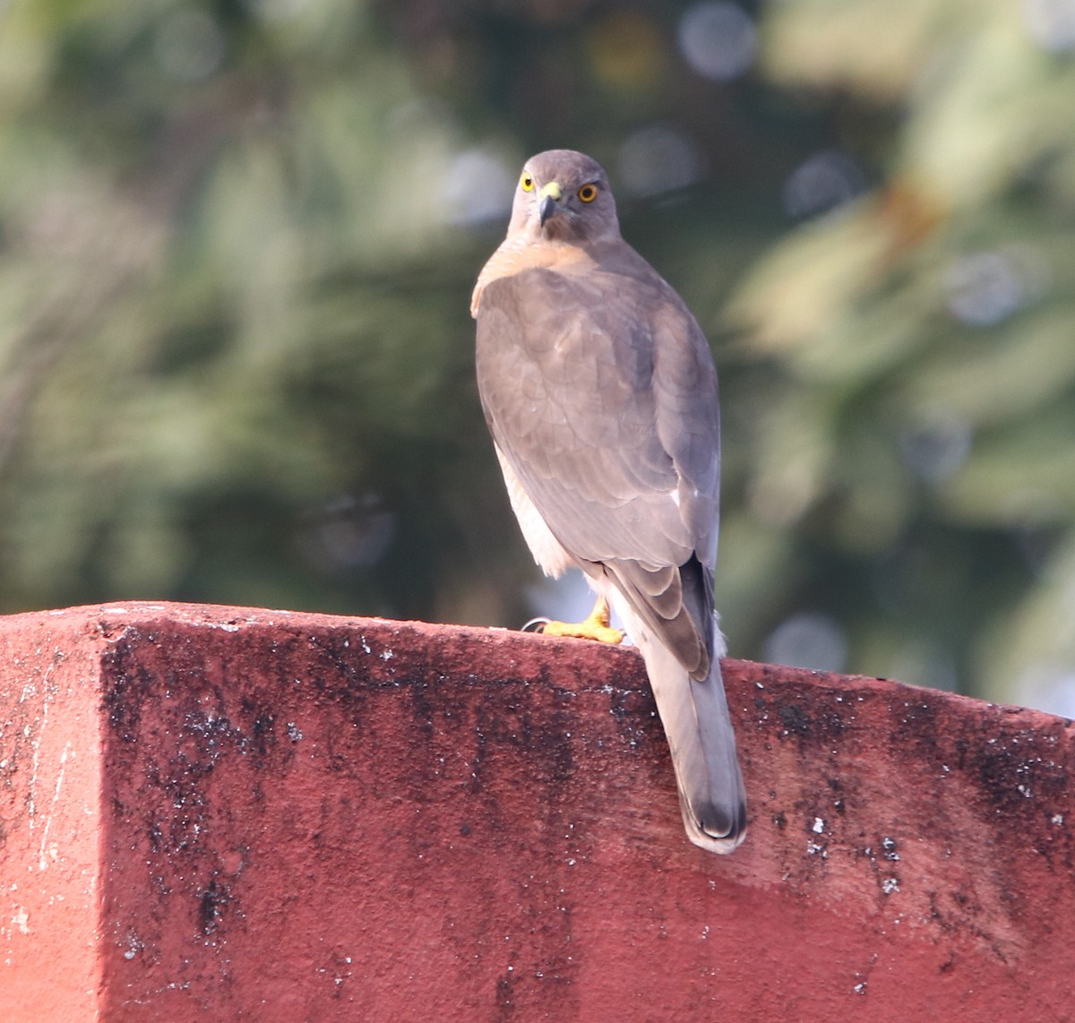 Shikra - Accipiter badius - Media Search - Macaulay Library and eBird