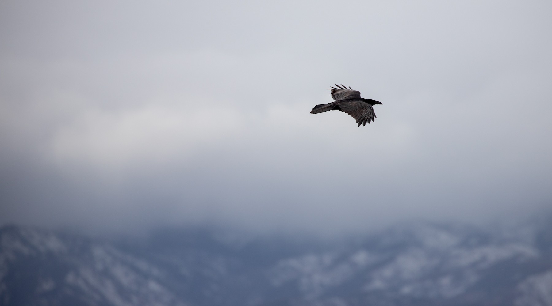 corvo (Corvus) sp. - eBird