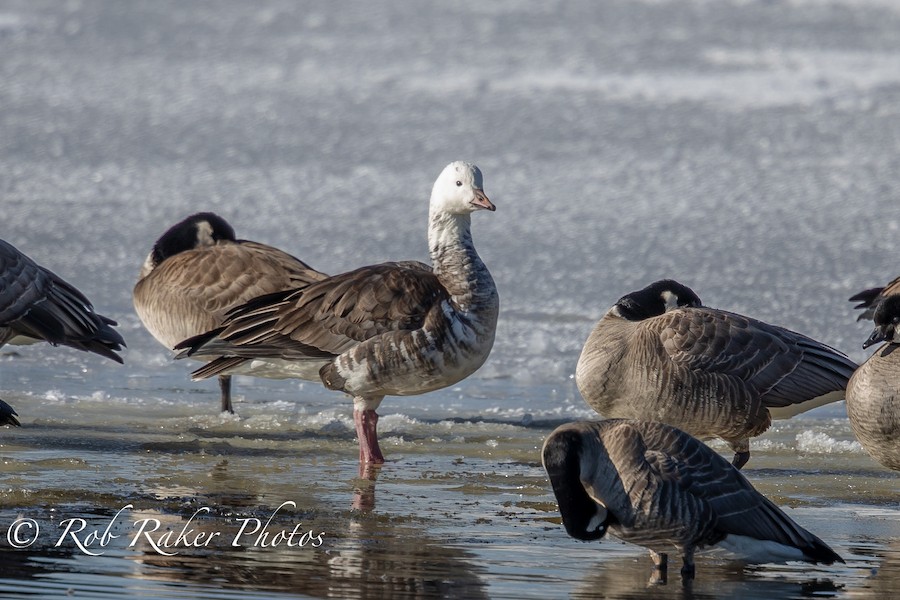 Hybride Oie de Ross x Bernache du Canada - eBird
