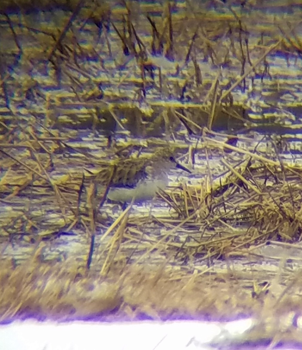 eBird Checklist - 16 Jan 2019 - Prime Hook NWR--Fowler Beach Rd./Fowler ...