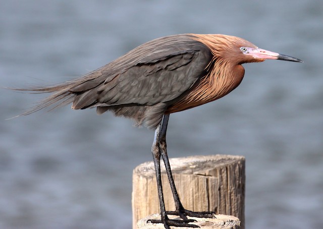 Red Heron Bird
