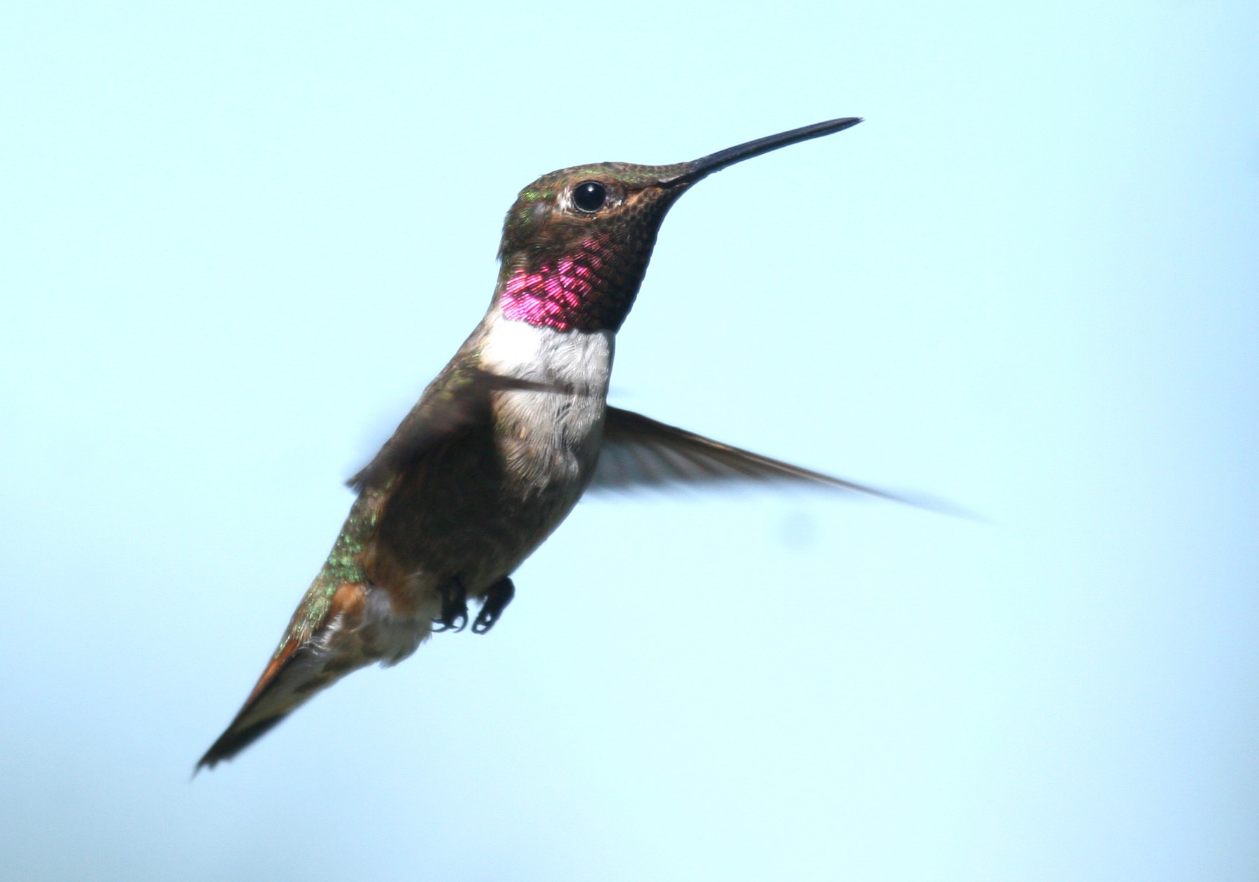 Colibrí Barba Negra x Zumbador Canelo (híbrido) - eBird