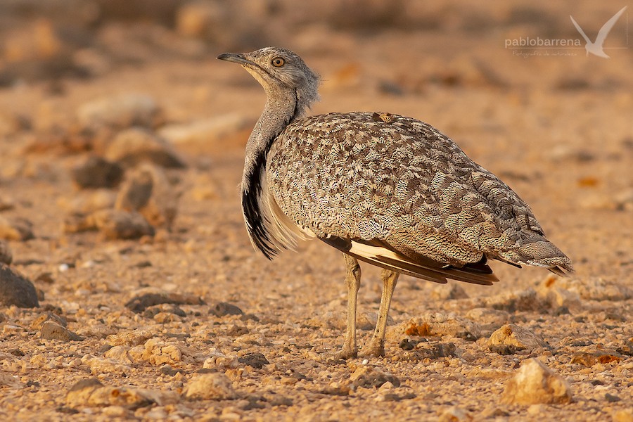Avutarda Hubara Africana (Islas Canarias) - eBird