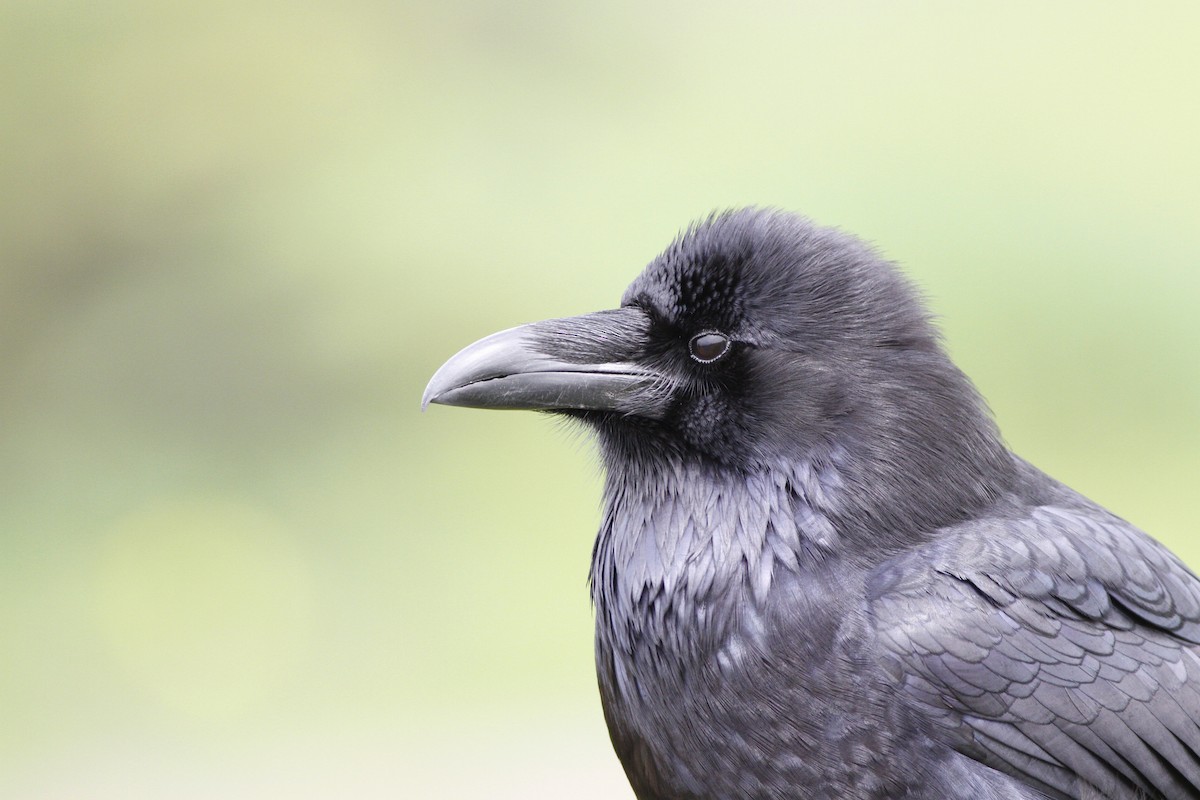 Common Raven - Corvus corax - Media Search - Macaulay Library and eBird