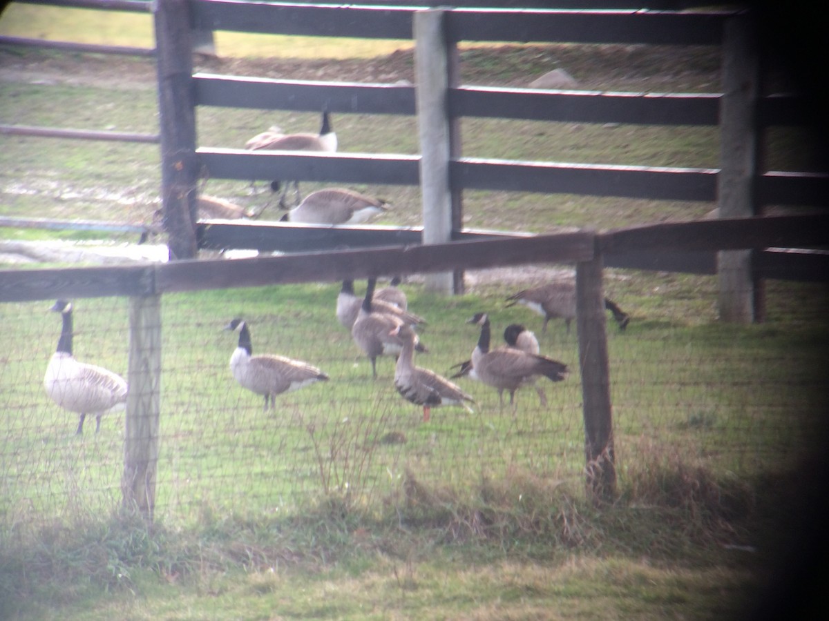 eBird Checklist - 26 Dec 2015 - Blue Chip Farms - 3 species